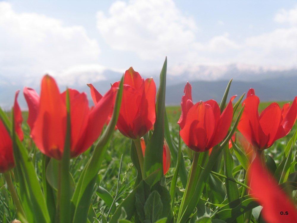The Muş Tulip | KÜRE Encyclopedia