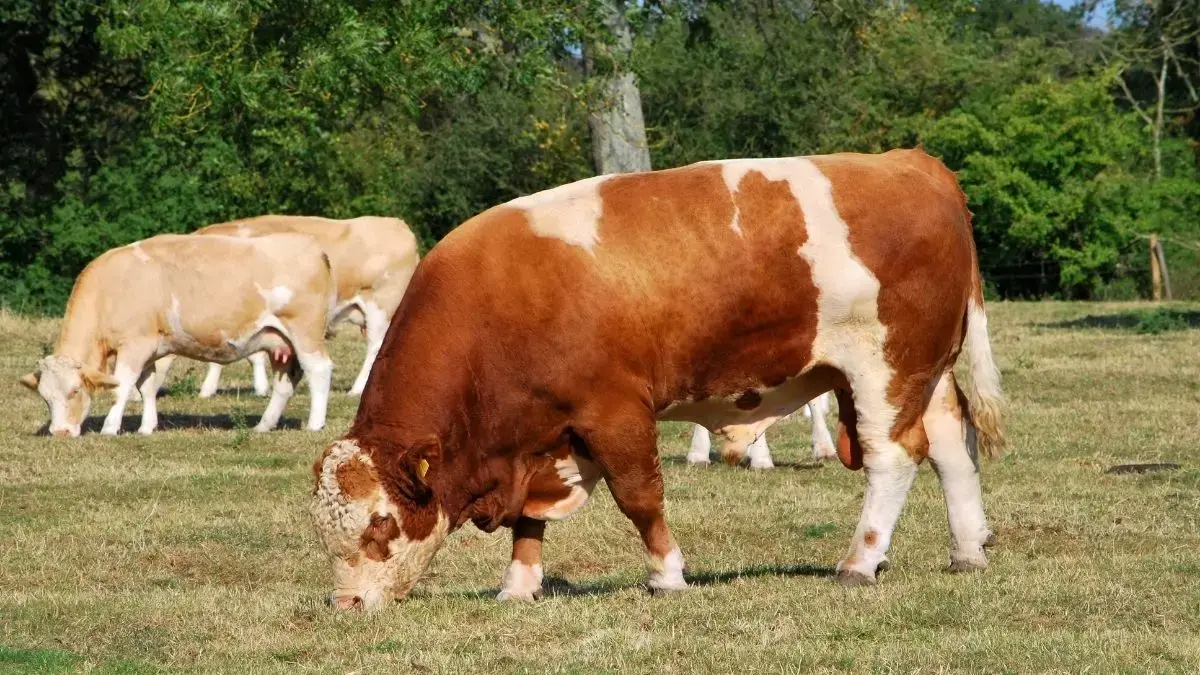 Simmental Cattle | KÜRE Encyclopedia