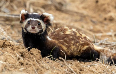 Marbled Polecat (Vormela peregusna) | KÜRE Encyclopedia