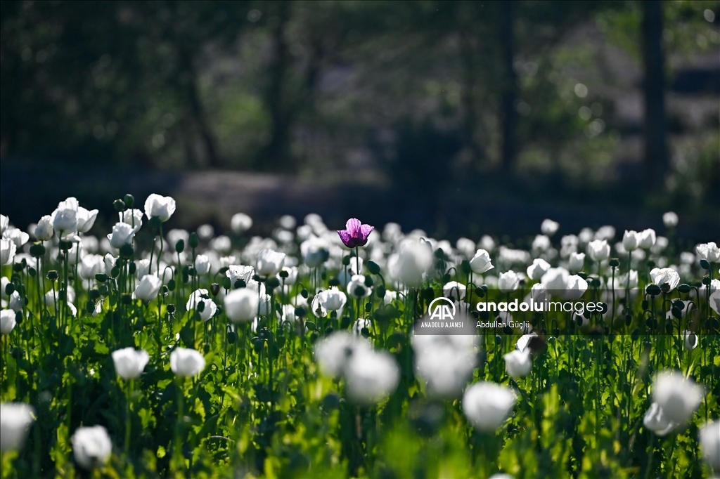 Arctic Poppy (Papaver radicatum) | KÜRE Encyclopedia