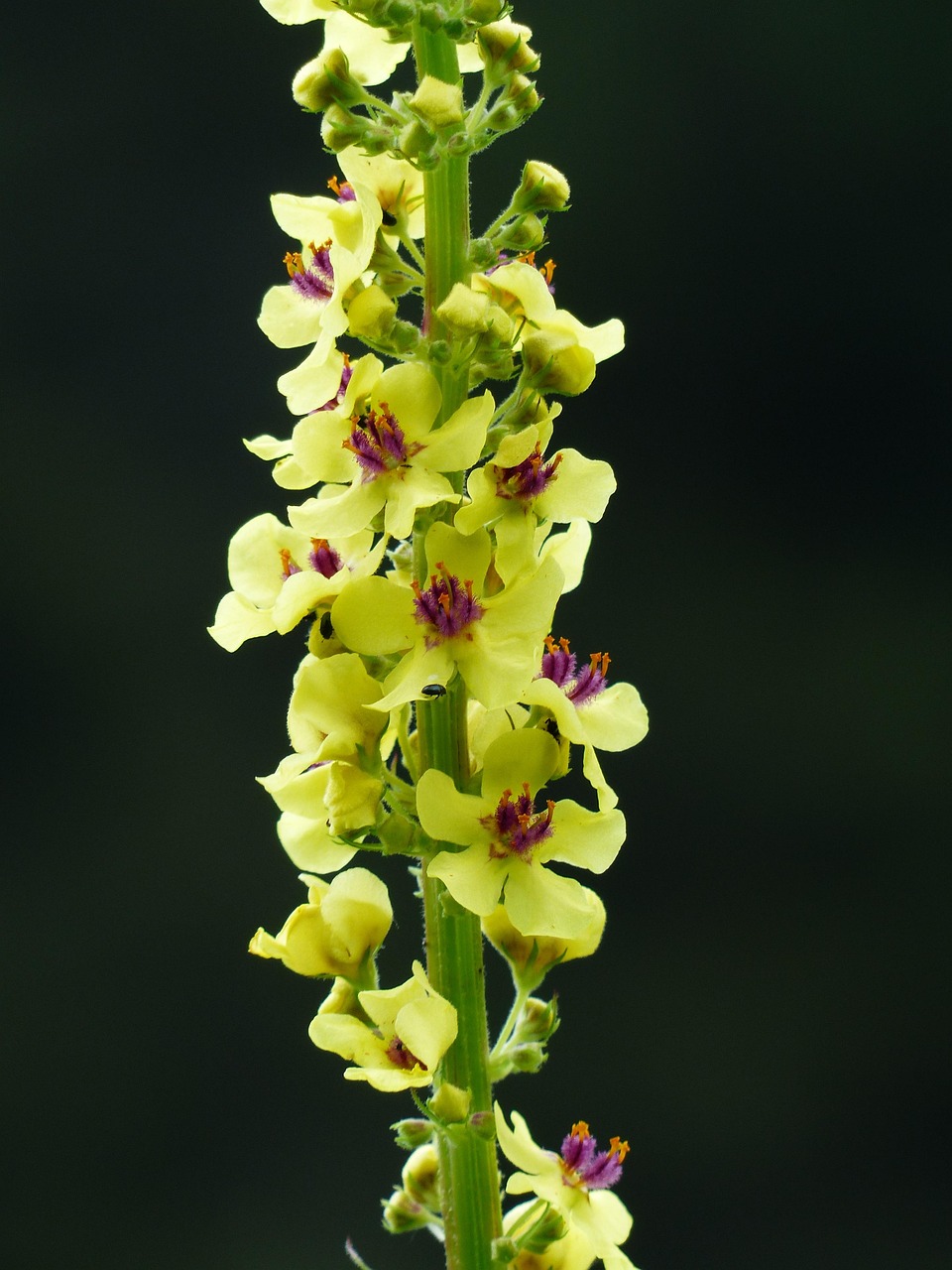 Ilıca Mullein (Verbascum cilicium) | KÜRE Encyclopedia
