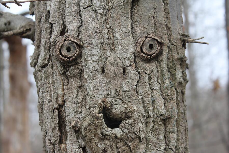 Pareidolia | KÜRE Ansiklopedi