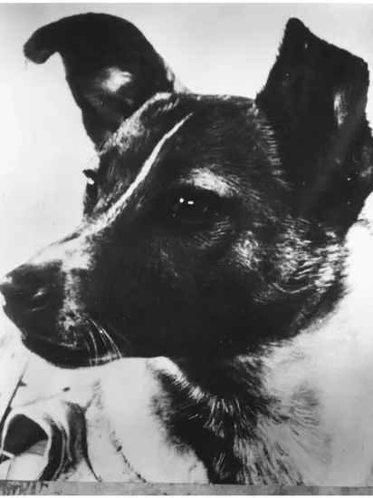 Laika: The First Dog in Space | KÜRE Encyclopedia
