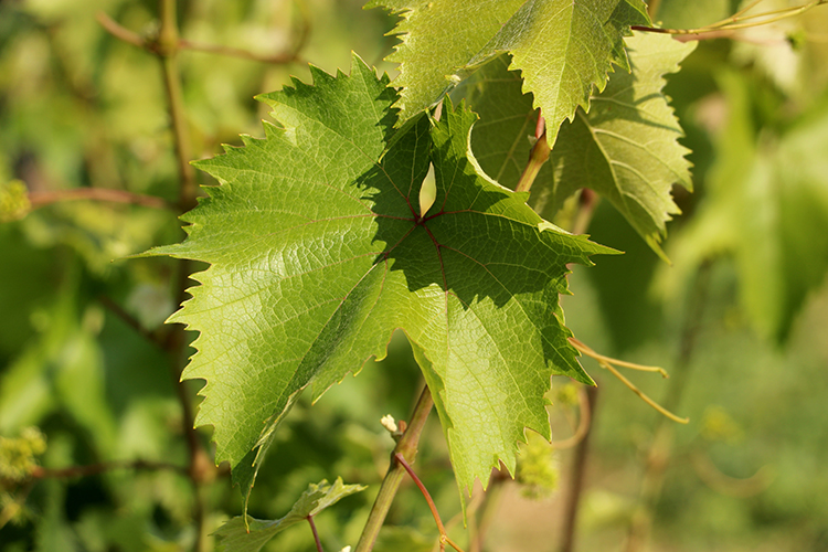 Tekirdağ Yapıncak Pickled Vine Leaves | KÜRE Encyclopedia