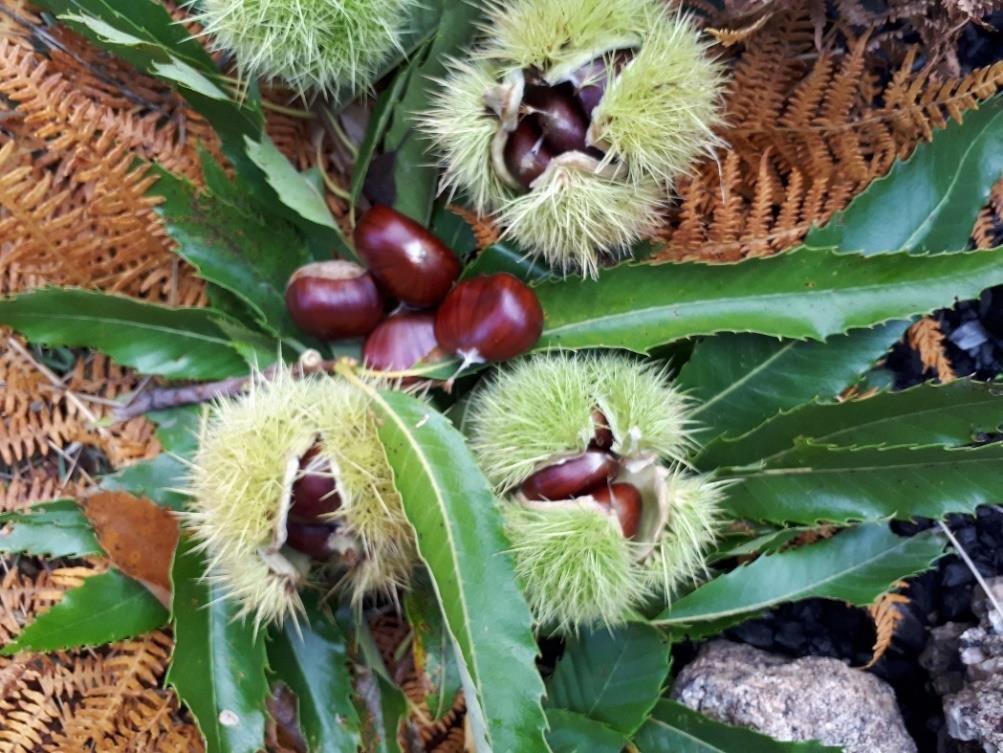 Simav Chestnut | KÜRE Encyclopedia