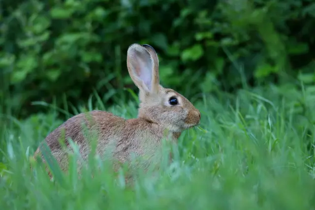 European Rabbit (Oryctolagus cuniculus) | KÜRE Encyclopedia