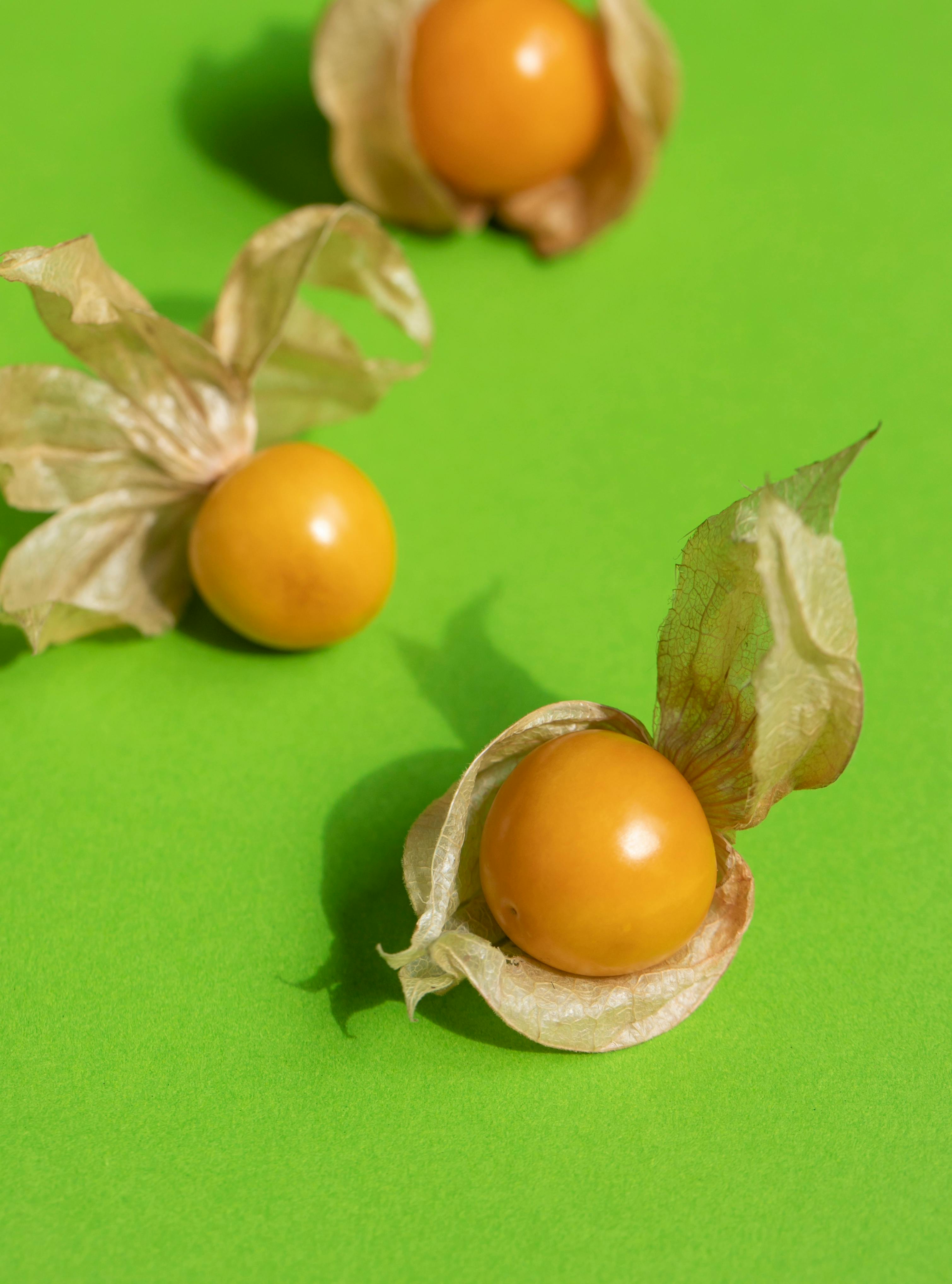 Golden Strawberry (Physalis peruviana) | KÜRE Encyclopedia